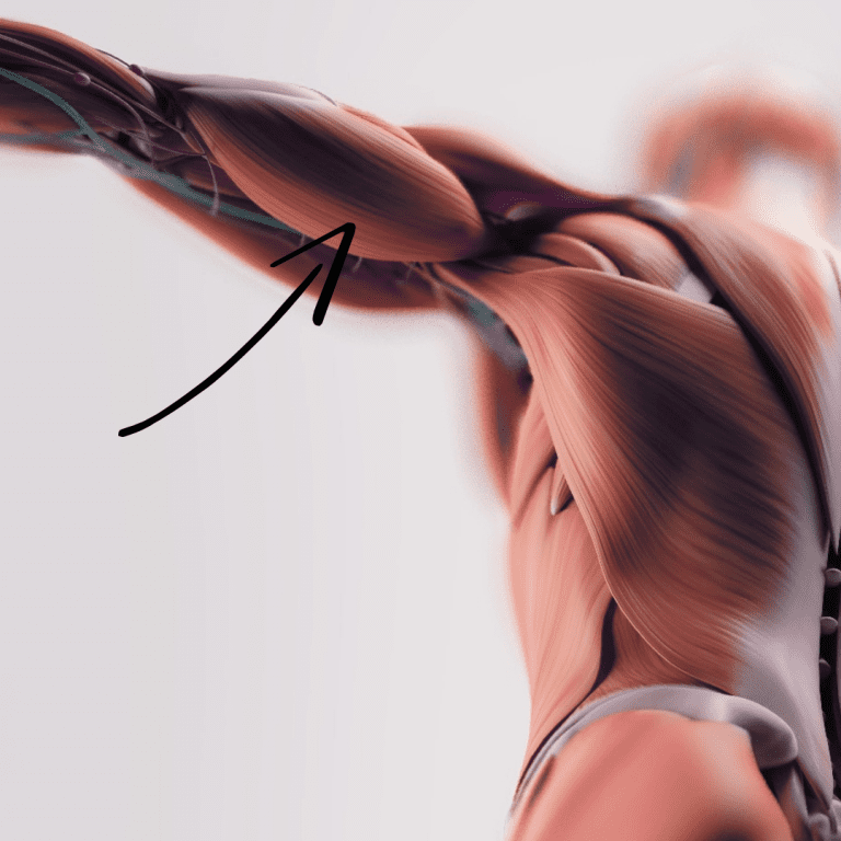 Hex Press Exercise Guide 2026: How-To, Benefits, Variations